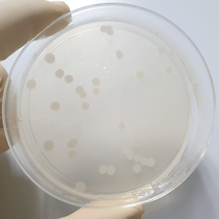Microbial Identification Services | Research Projects